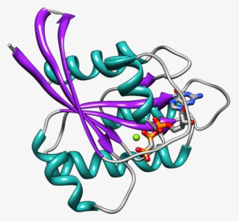 Venus Fluorescent Protein Structure , Free Transparent Clipart - ClipartKey