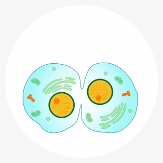 Cells Clipart Easy - Prophase Mitosis Png , Free Transparent Clipart ...