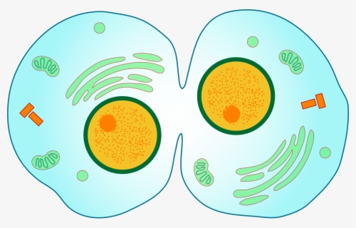 Cells Clipart Easy - Prophase Mitosis Png , Free Transparent Clipart ...