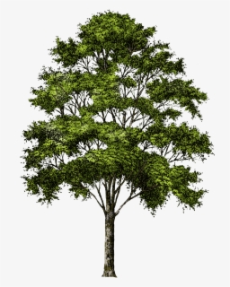 28 Collection Of Trees Clipart Transparent Background - Tree Images ...