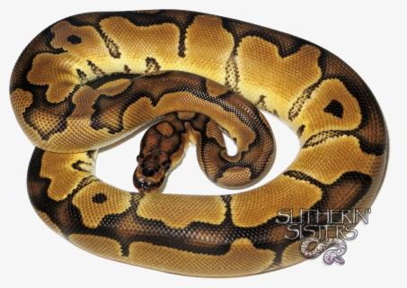Ball Python Full Size Clipart - Serpent , Free Transparent Clipart ...