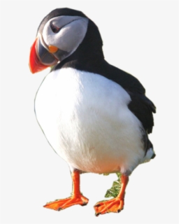 Bing Puffin Usethis Cute Usethissticker - Atlantic Puffin , Free ...