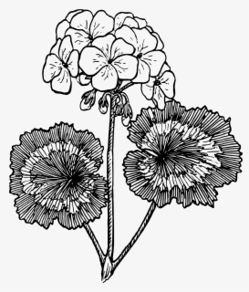 Drawing Of Geraniums Transparent Clipart , Png Download - Wild Flower ...