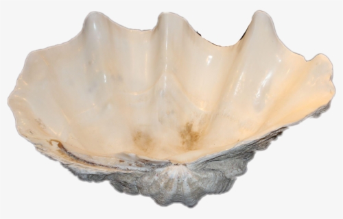 #shell #clamshell #ocean #aphrodite #mermaid #freetoedit - Giant Clam ...