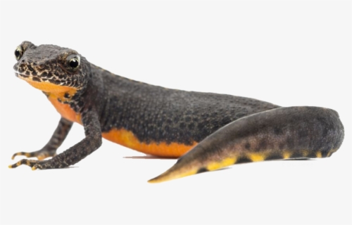 Transparent Amphibians Clipart - Amphibians Png , Free Transparent ...