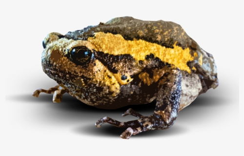 Transparent Amphibians Clipart - Amphibians Png , Free Transparent ...