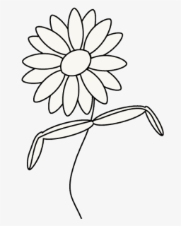 How To Draw Daisy Flower - Easy Drawing Of Daisy Flower , Free ...