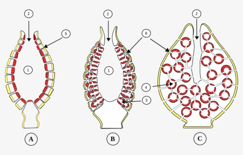 Clip Art Asconoid Sponge - Ascon Type Canal System In Sponges , Free ...