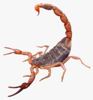Scorpion Insects Scorpions - Transparent Background Scorpion Png , Free ...
