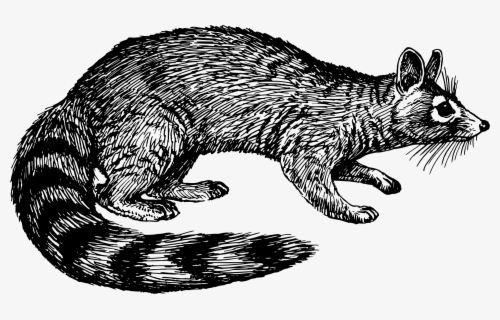 Ringtails Logo Forsite - Illustration , Free Transparent Clipart ...