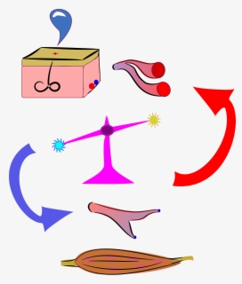 Free Homeostasis Clip Art with No Background - ClipartKey