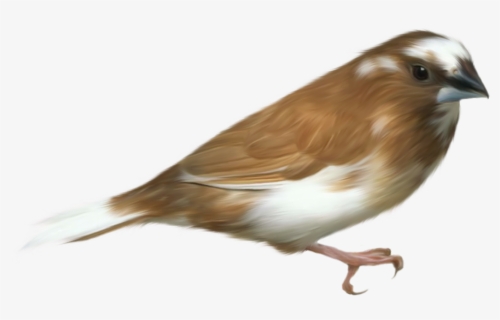 Baird Sparrow Clip Arts - Baird Png , Free Transparent Clipart - ClipartKey