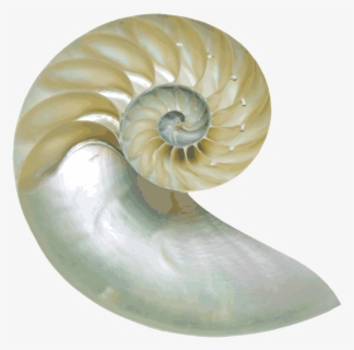 Download Png Images Background Transparent Background - Conch Shell ...