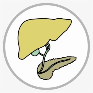 Hepato Pancreato Biliary Surgery Icon , Free Transparent Clipart ...