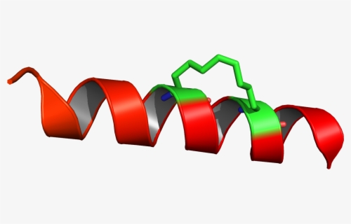 Peptide Png , Free Transparent Clipart - ClipartKey
