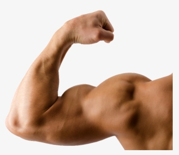 Strong Muscle Arm Png Photo - Muscle Arms Transparent Background , Free ...