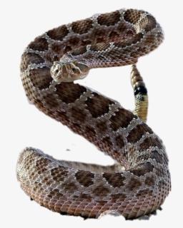 Desert Snake Clipart For Kids - Koala From Animal Jam , Free ...