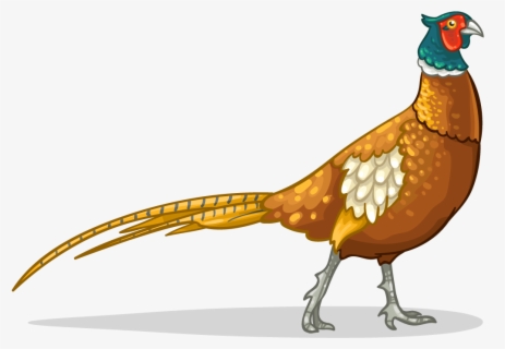Free Pheasant Clip Art with No Background - ClipartKey
