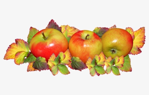 Apples And Fall Leaves , Free Transparent Clipart - ClipartKey