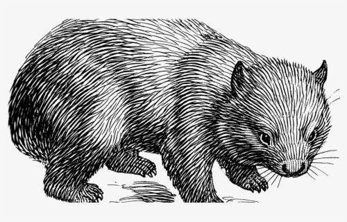 Wombat Is My Spirit Animal , Free Transparent Clipart - ClipartKey