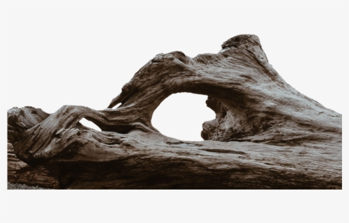 Tree Log Fallen - Cartoon Log Transparent Background , Free Transparent ...