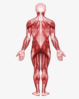 Muscle Anatomy Png - Muscular System Png , Free Transparent Clipart ...