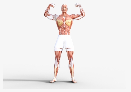Skeletal Muscle Clip Art - Human Muscular System Clipart , Free ...
