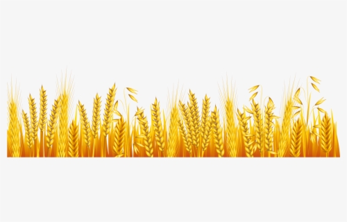 Common Cartoon Transprent Png Free Download Grass - Png Wheat Grain ...