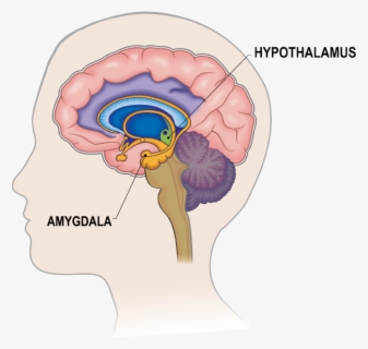 Brain Amygdala Hippocampus Prefrontal Cortex , Free Transparent Clipart ...