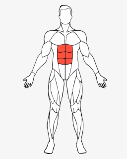 Transparent Abs Png - Illustration , Free Transparent Clipart - ClipartKey