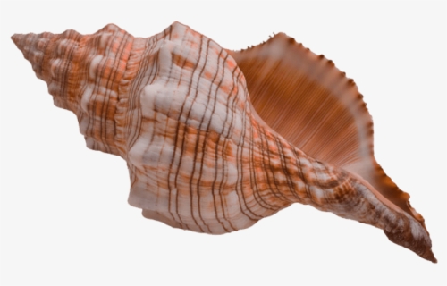 Download Png Images Background Transparent Background - Conch Shell ...