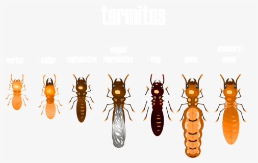 Termite Png Photos - Termites Cartoon , Free Transparent Clipart ...