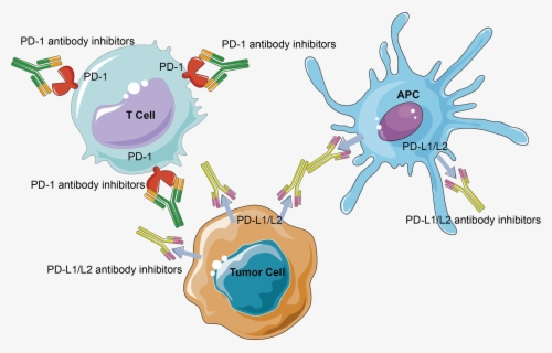 Immune Checkpoint Proteins Creative - Dysfunctional T Cell Pd1 , Free ...