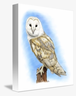 Barn Owl Line Drawing , Free Transparent Clipart - ClipartKey