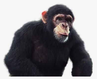 Common-chimpanzee - Monkey Transparent Background , Free Transparent ...