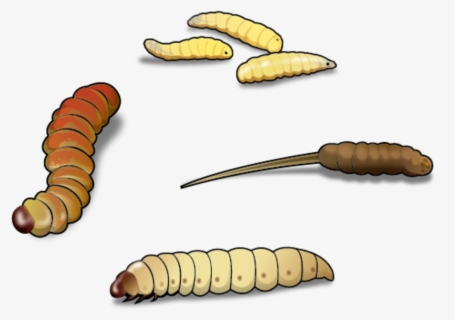 Free Worm Clip Art with No Background - ClipartKey
