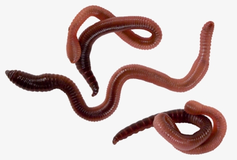 Free Worm Clip Art with No Background - ClipartKey