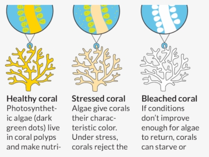 Bleached Coral - Coral Reef Bleaching Diagram , Free Transparent ...