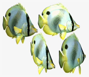 Free Clipart Tropical Fish - Coral Reef Fish Cartoon , Free Transparent ...