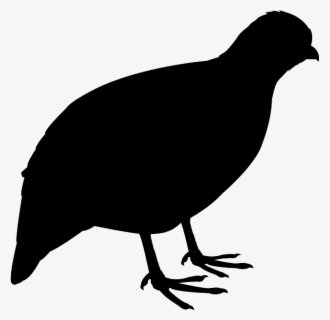 Codorniz Vector , Free Transparent Clipart - ClipartKey