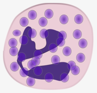 Neutrophil - Neutrophil Transparent , Free Transparent Clipart - ClipartKey