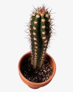 Cactus Png Image - Cactus Top View , Free Transparent Clipart - ClipartKey