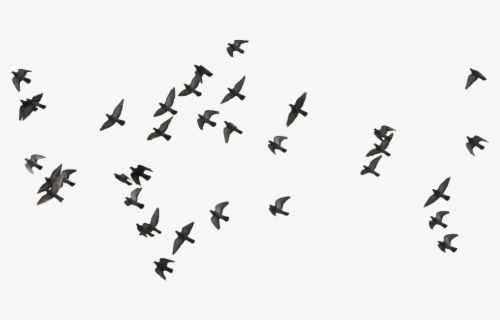 Free Png Download White Birds On Heaven Png Images - Holy Spirit Dove ...