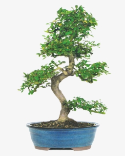 Bonsai Clipart Narra Tree - Portable Network Graphics , Free ...