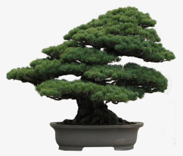 Bonsai Clipart Narra Tree - Portable Network Graphics , Free ...