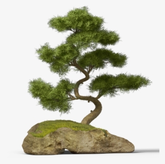 Bonsai Clipart Narra Tree - Portable Network Graphics , Free ...
