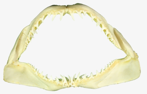 Shark Teeth Png Transparent Image - Shark Decal , Free Transparent ...