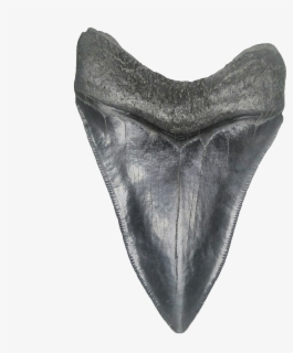 Drawn Teeth Megalodon Jaw - Megalodon Tooth , Free Transparent Clipart ...