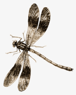 Flying Dragon Png - Flying Dragon Sprite Sheet , Free Transparent ...