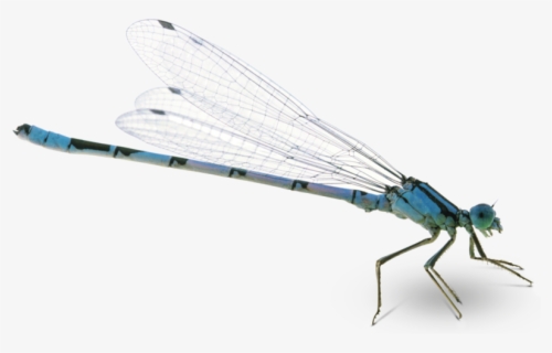 Flying Dragon Png - Flying Dragon Sprite Sheet , Free Transparent ...